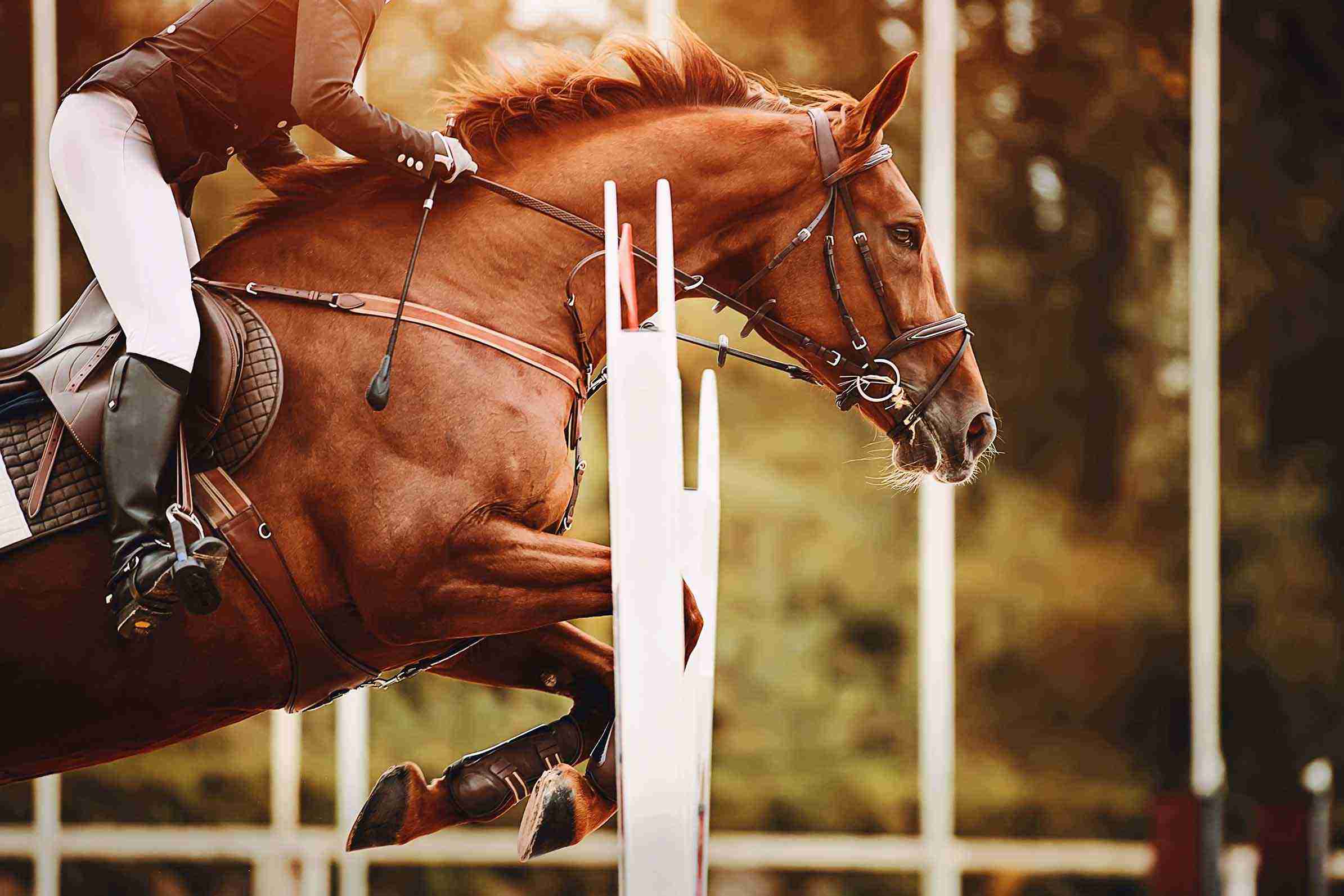 Equine Mortality & Medical Insurance | Protect Your Horse