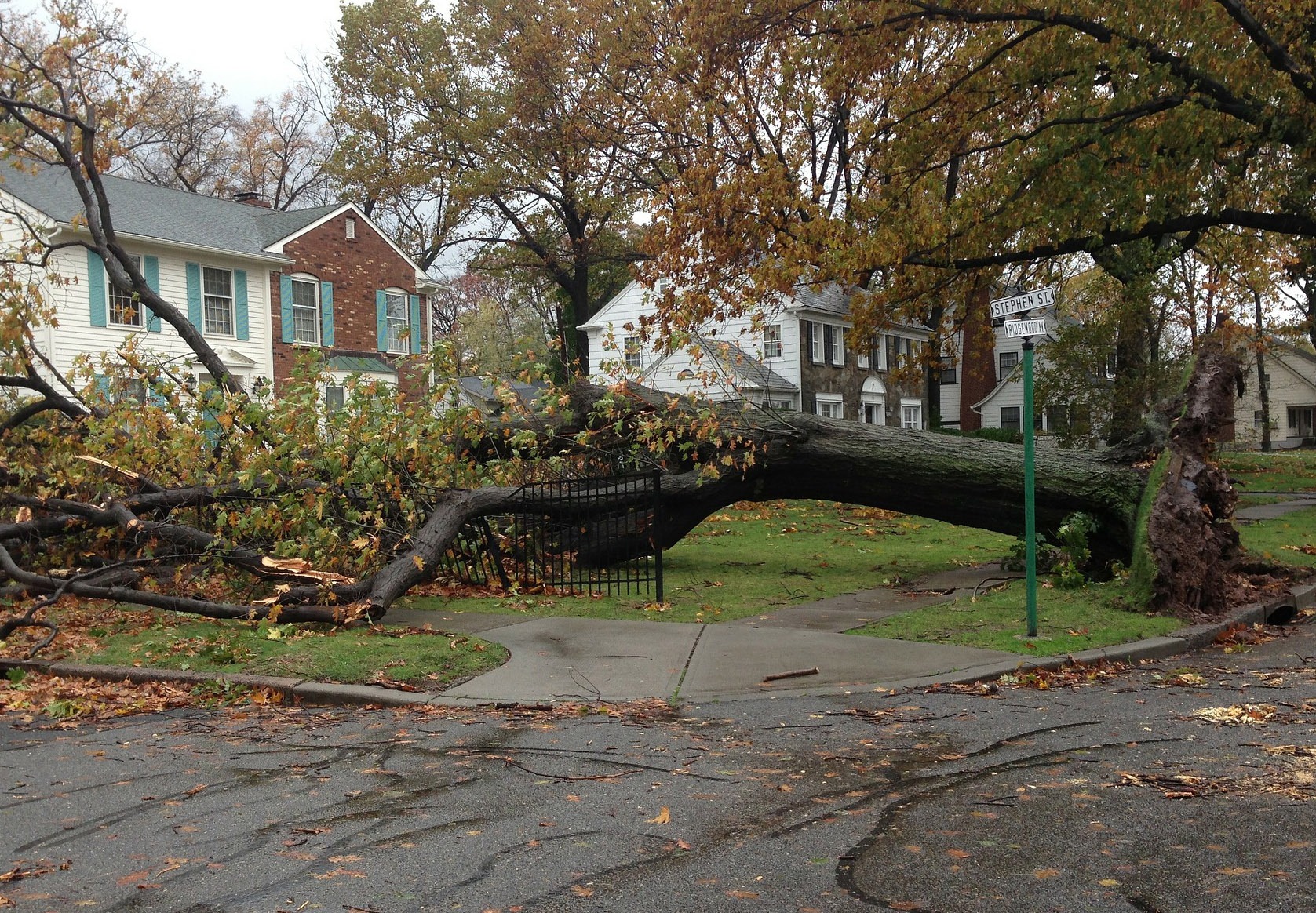 Dealing with Tree Damage | Marshall+Sterling
